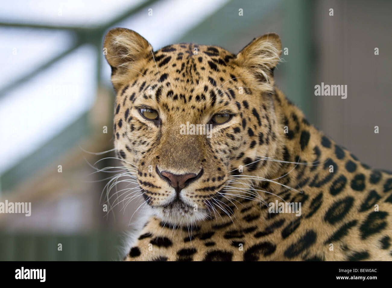 Female amur leopard hi-res stock photography and images - Alamy
