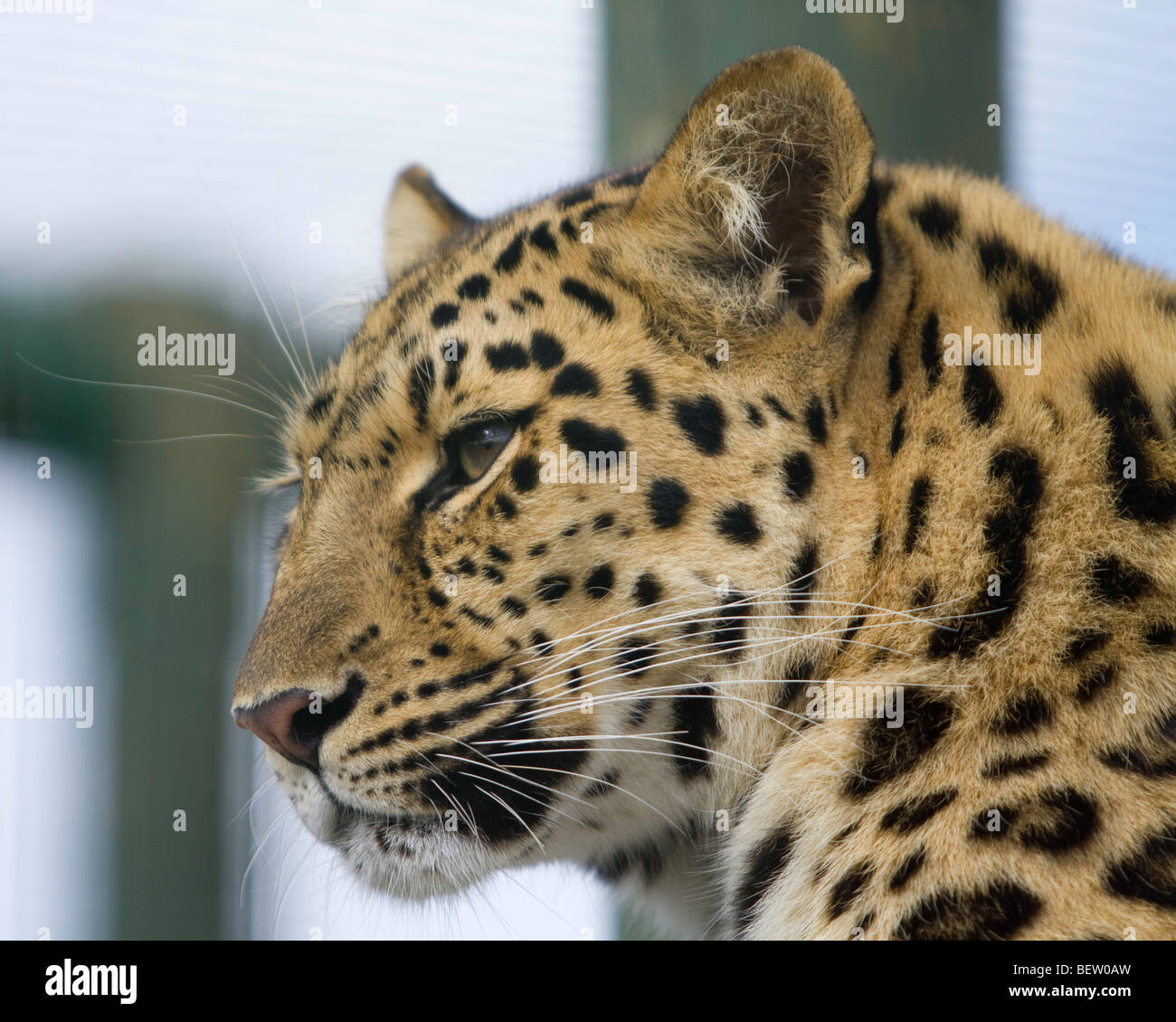 Close up of female adult Amur Leopard Stock Photo - Alamy