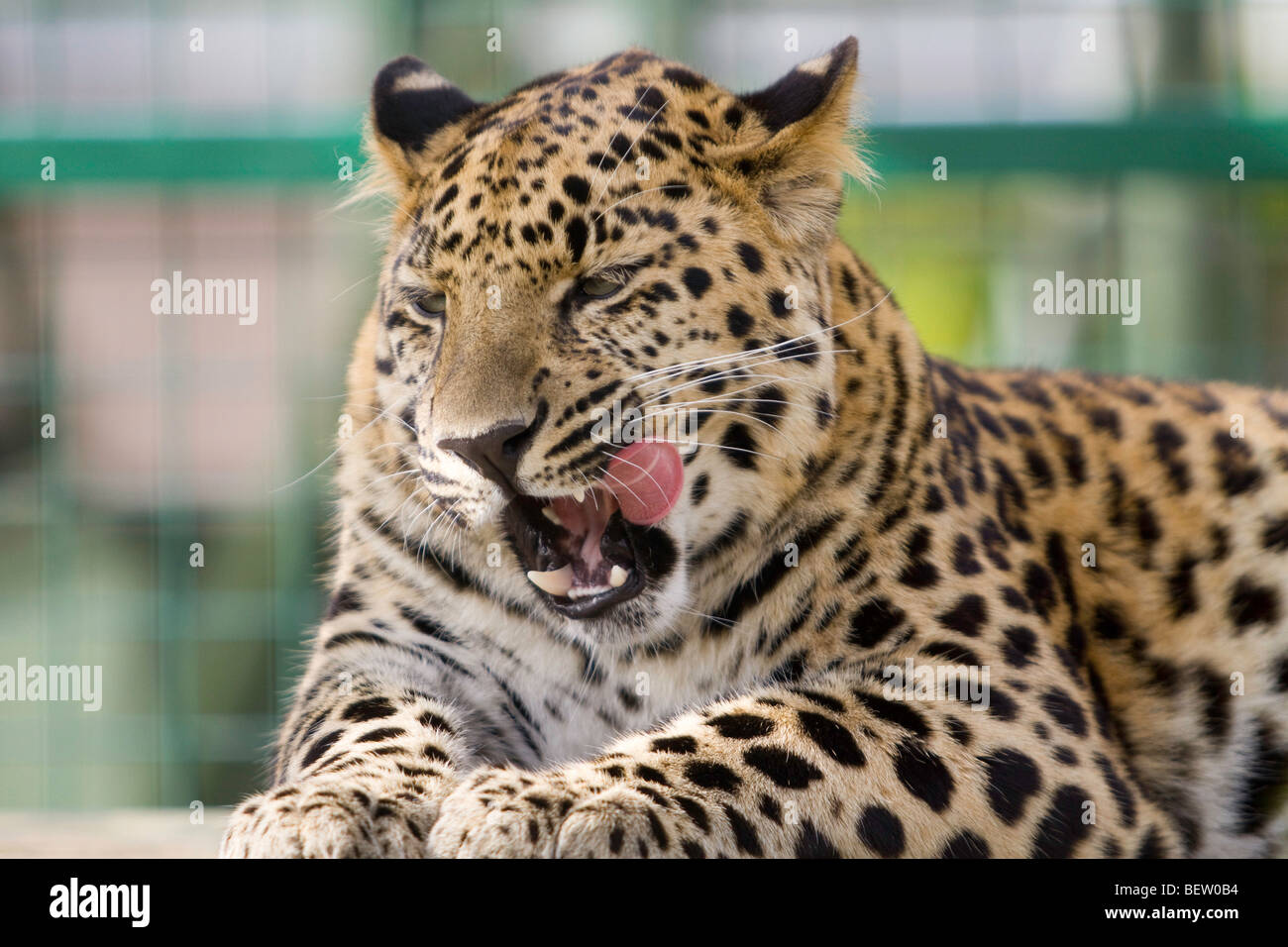 Close up of female adult Amur Leopard Stock Photo - Alamy