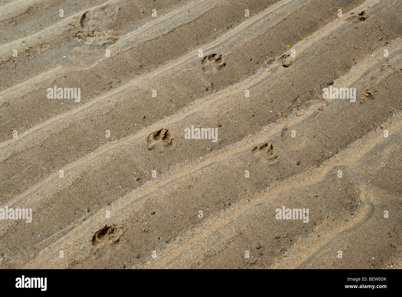 Dog tracks in sand on a beach Stock Photo - Alamy