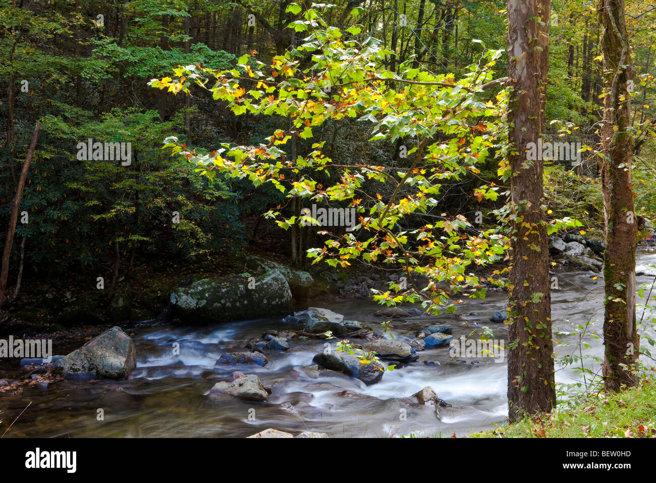 Little River, Great Smoky Mountains National Park, Tennessee Stock ...