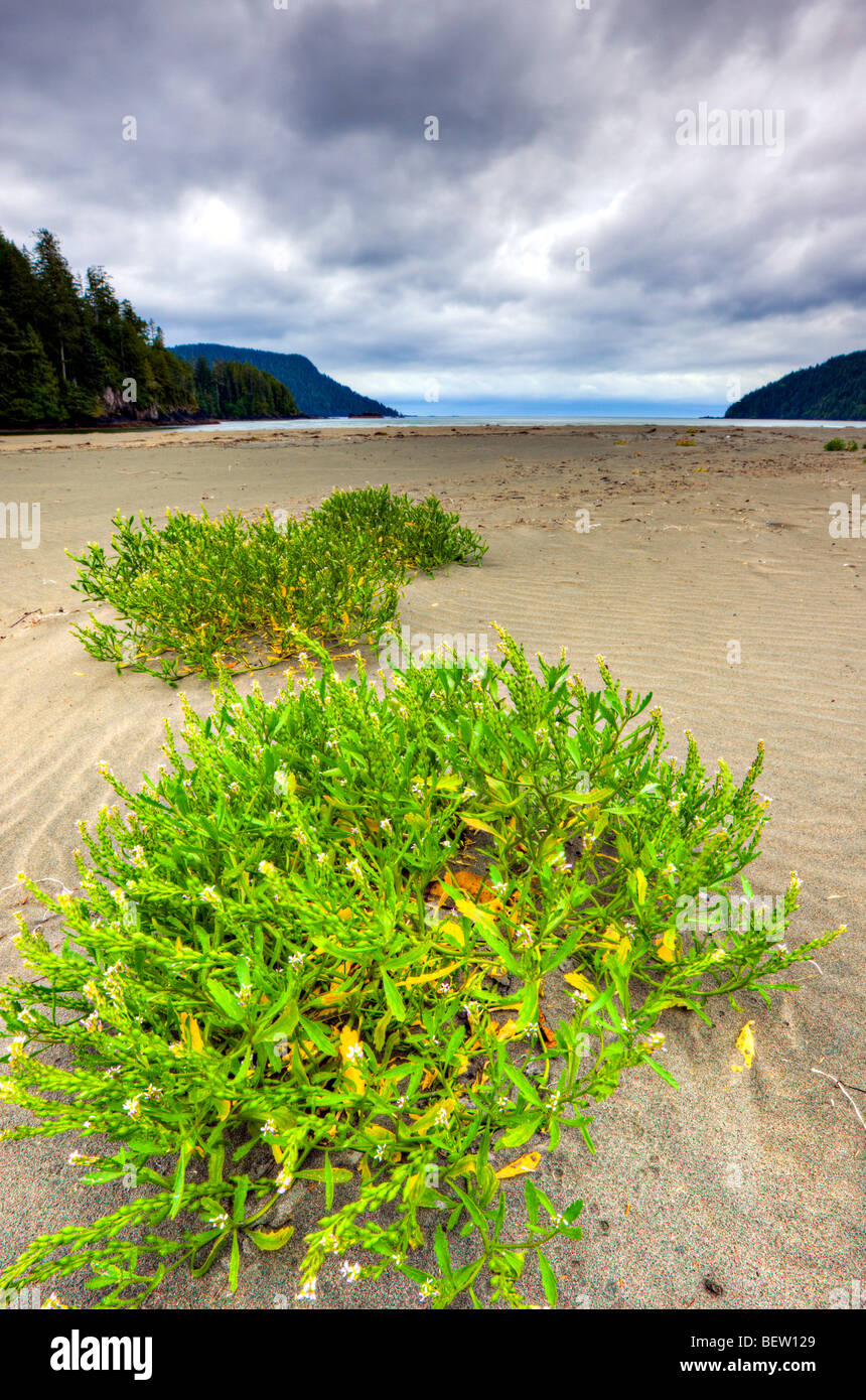 Beach at San Josef Bay in Cape Scott Provincial Park, West Coast ...