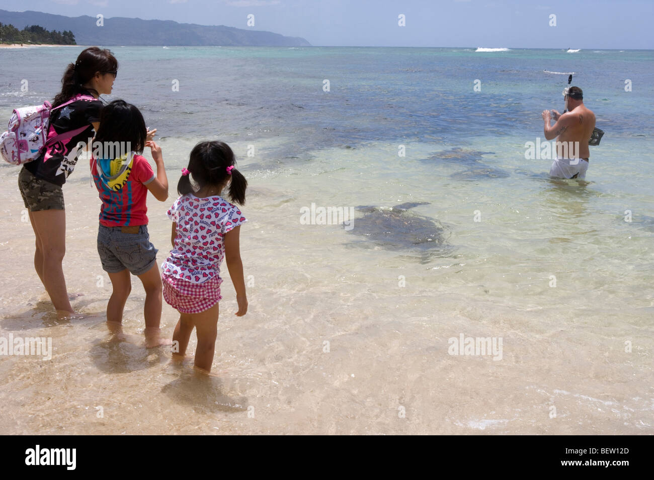 Green sea turtle watching oahu hi-res stock photography and images - Alamy