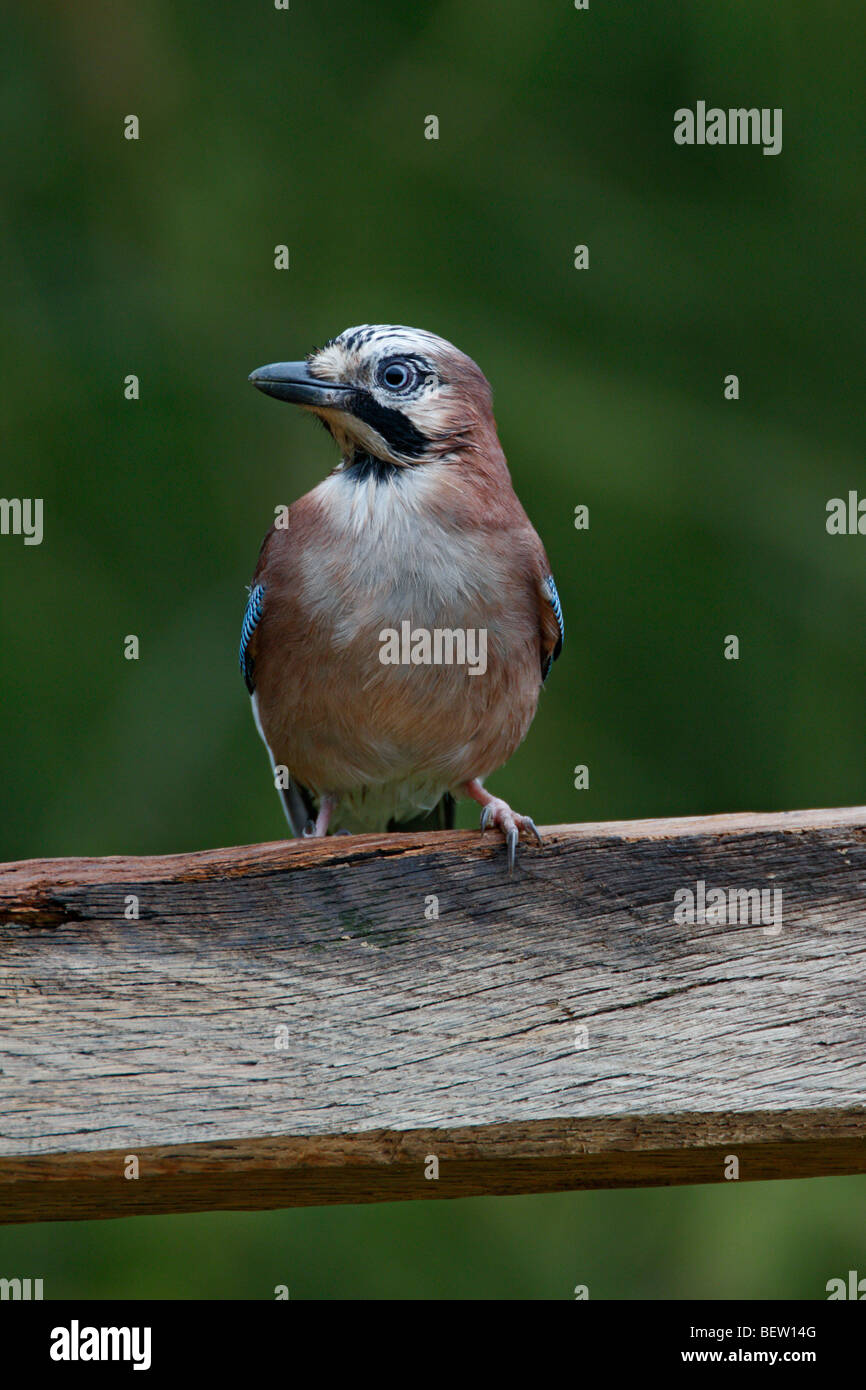 Garrulus hi-res stock photography and images - Alamy