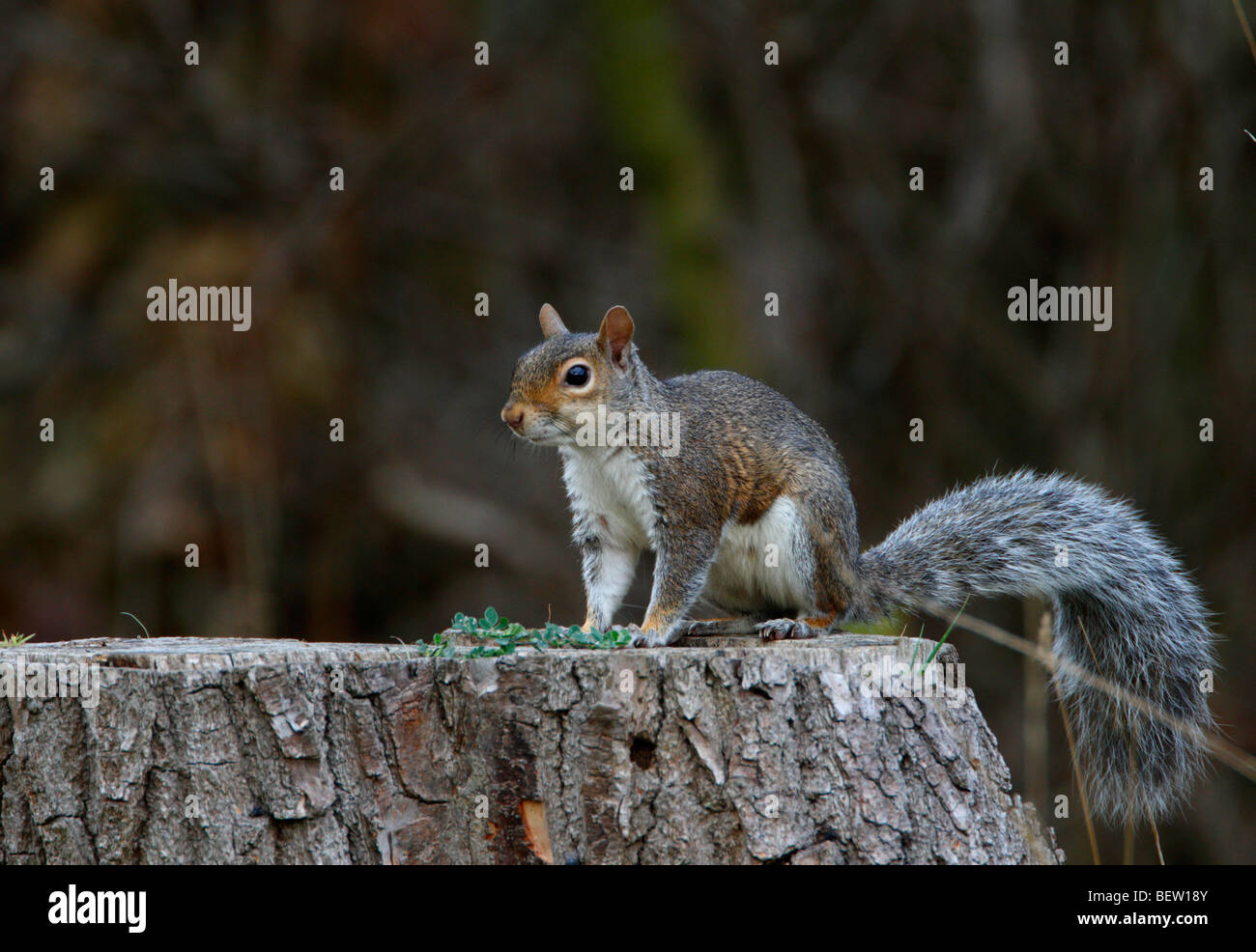 Sciurus hi-res stock photography and images - Alamy
