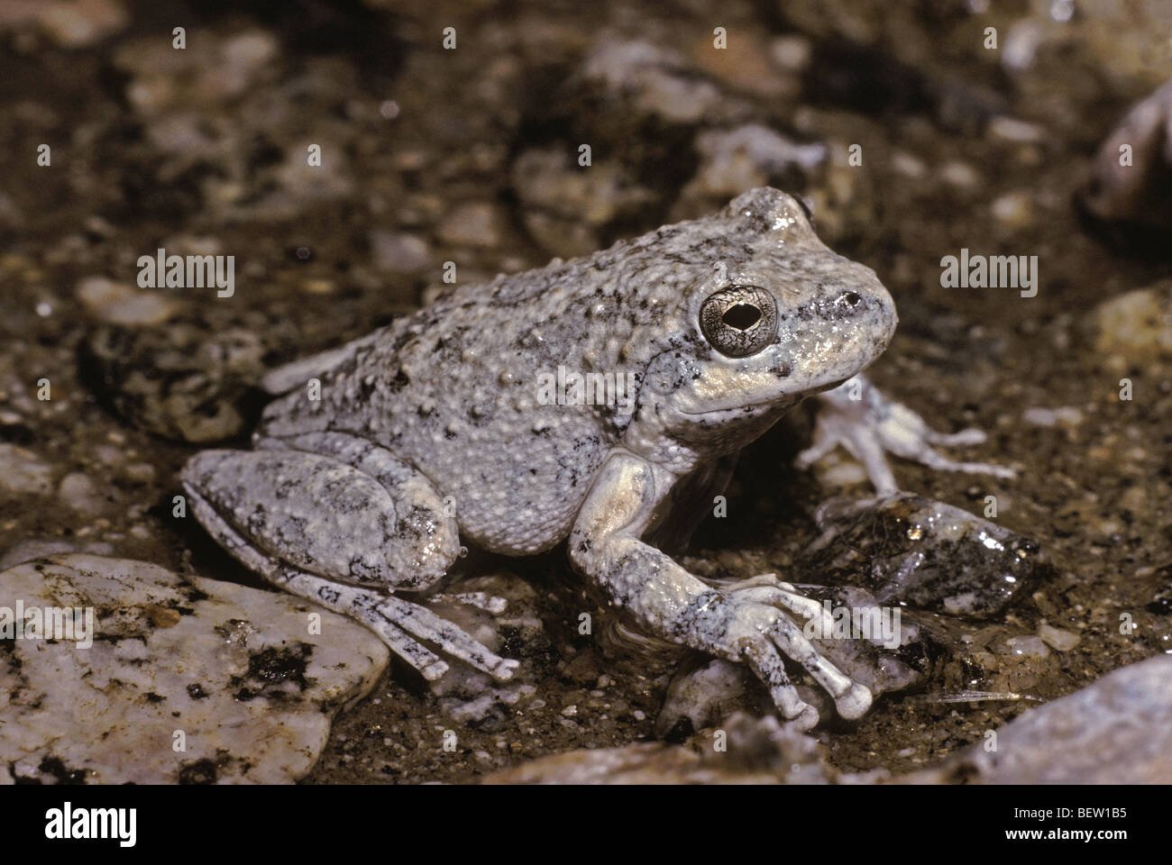 California Treefrog (Pseudacris cadaverina) was Hyla cadaverina, sits ...