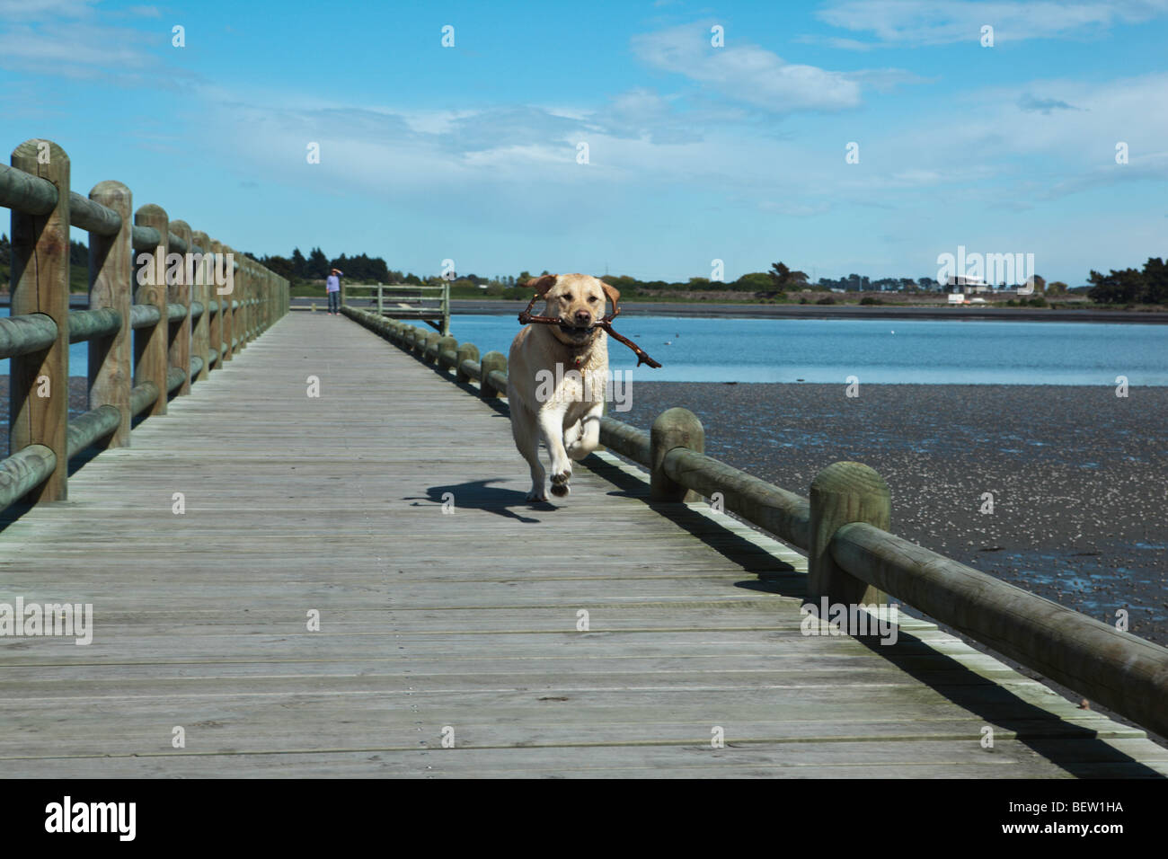 Labrador running along a jetty Stock Photo - Alamy