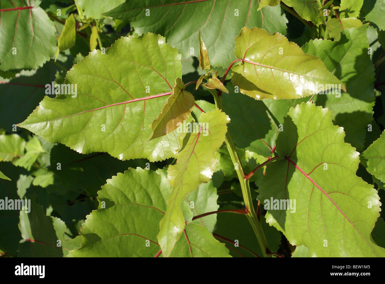 Plant with jagged leaves hi-res stock photography and images - Alamy