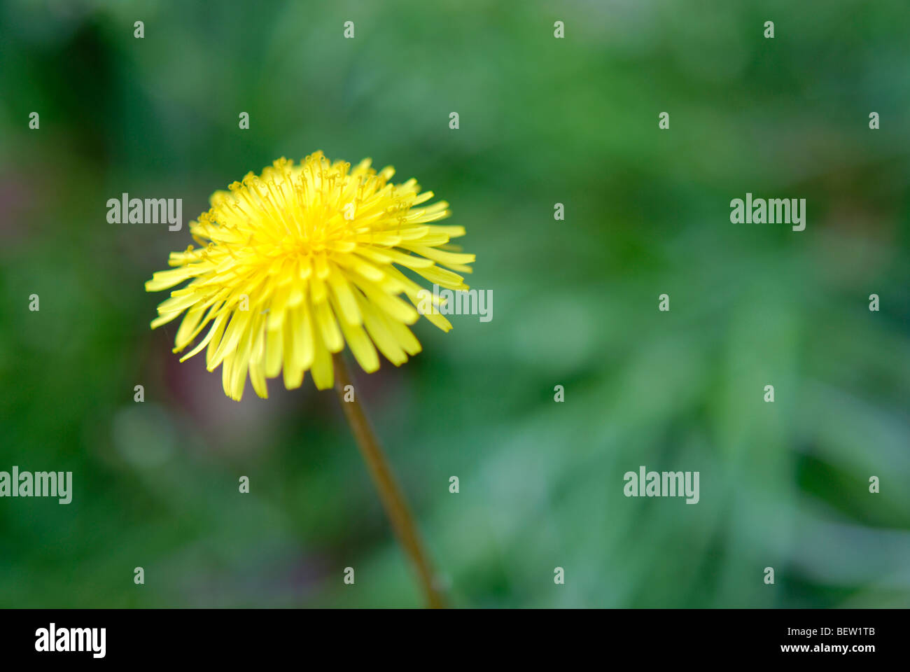A single dandelion flower Stock Photo - Alamy