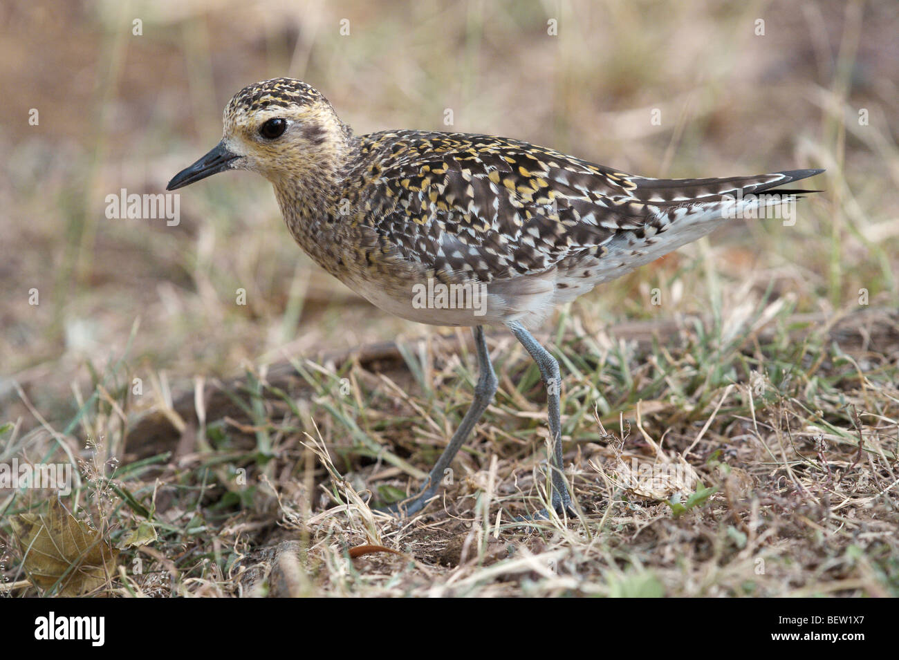 Golden plovers hi-res stock photography and images - Alamy
