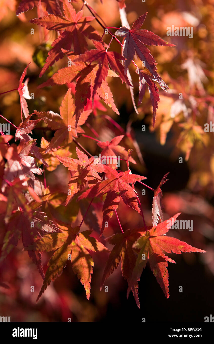 Japanese maple tree Stock Photo - Alamy