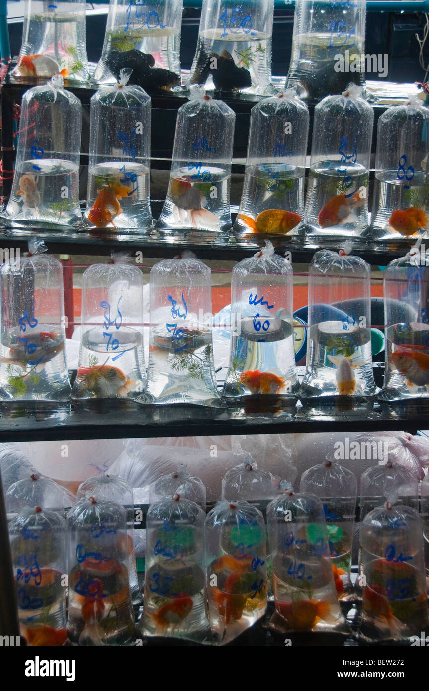 fish for sale at the Chatuchak Weekend Market in Bangkok Thailand Stock ...