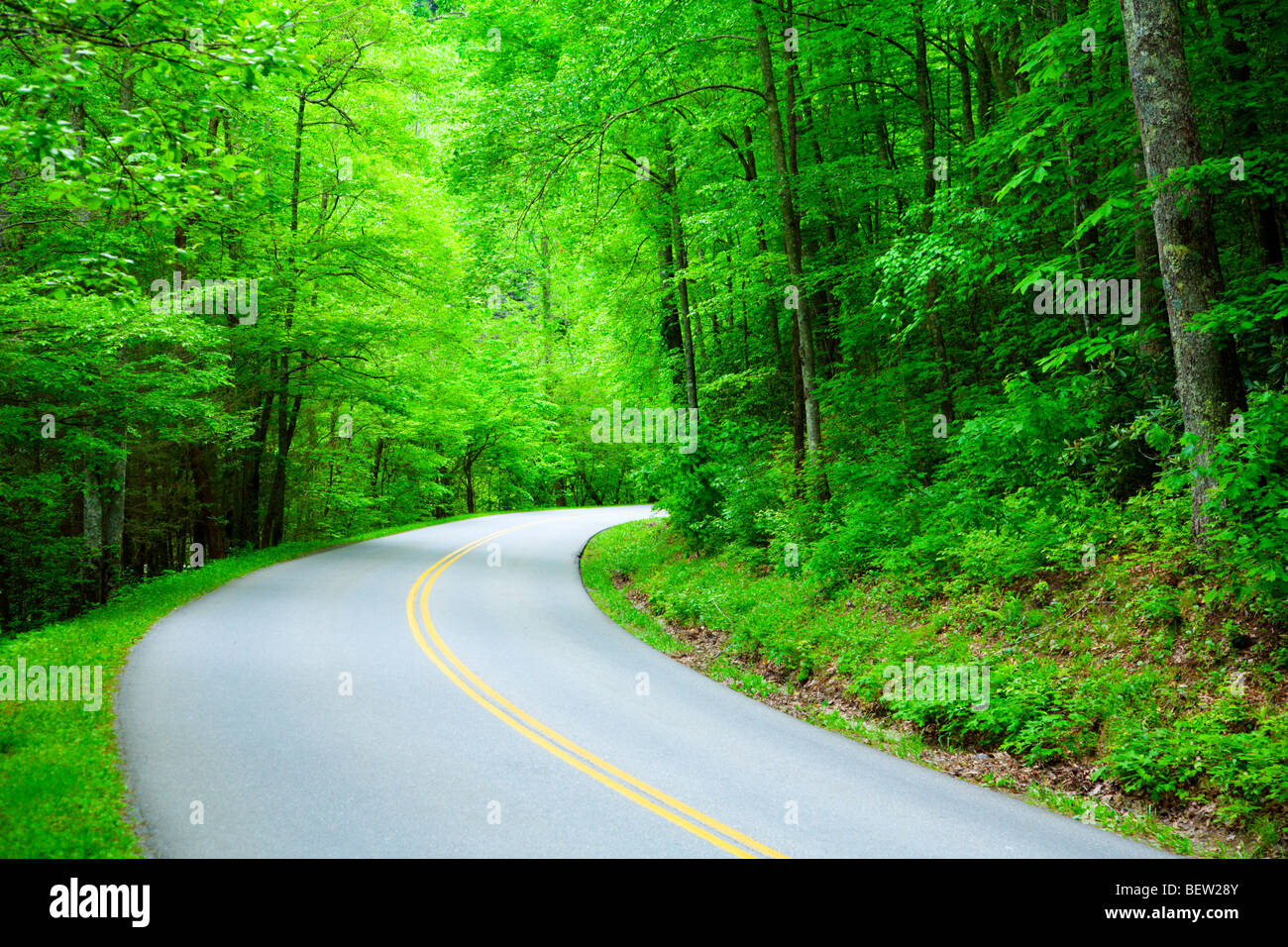 Road through the forest Stock Photo - Alamy