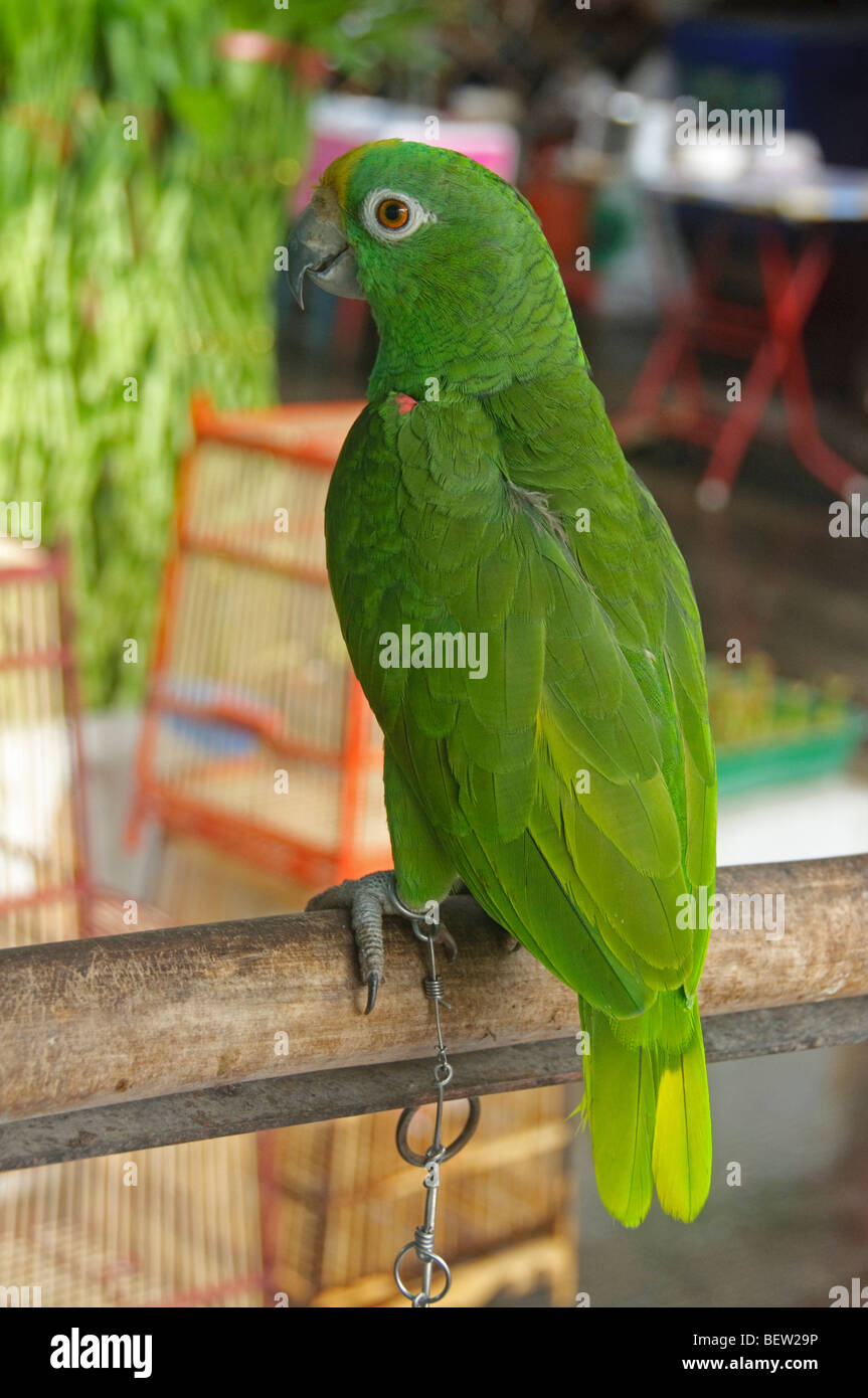 parrot on a perch at the Chatuchak Weekend Market in Bangkok Thailand ...