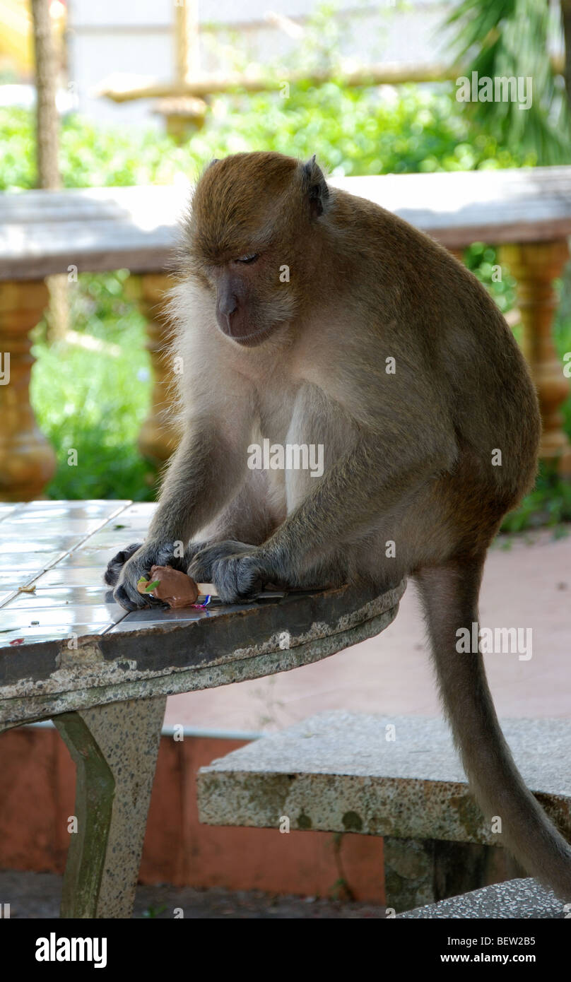 Grey monkey eating ice cream Stock Photo - Alamy