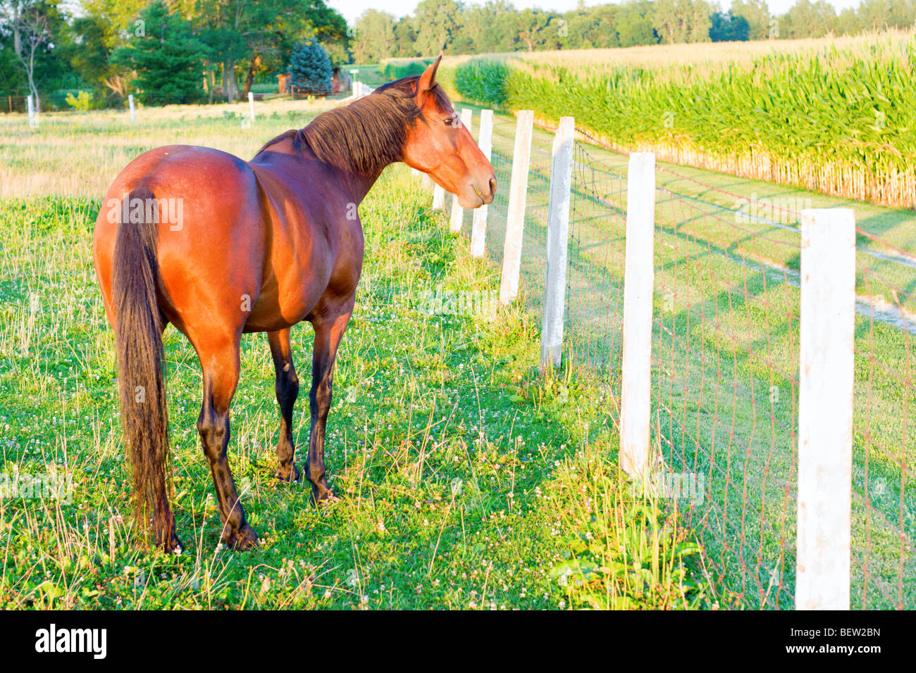 Horse on a farm Stock Photo - Alamy