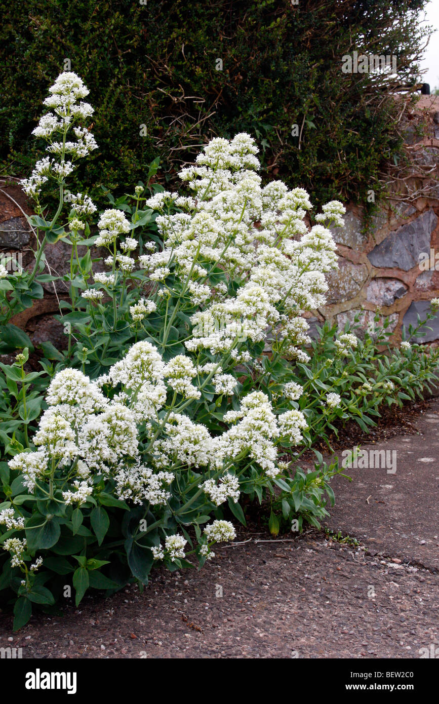 Centranthus white hi-res stock photography and images - Alamy