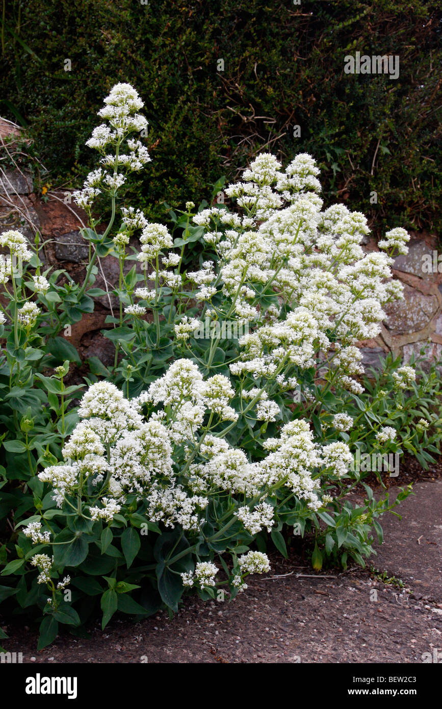 Valerian centranthus ruber albus hi-res stock photography and images ...