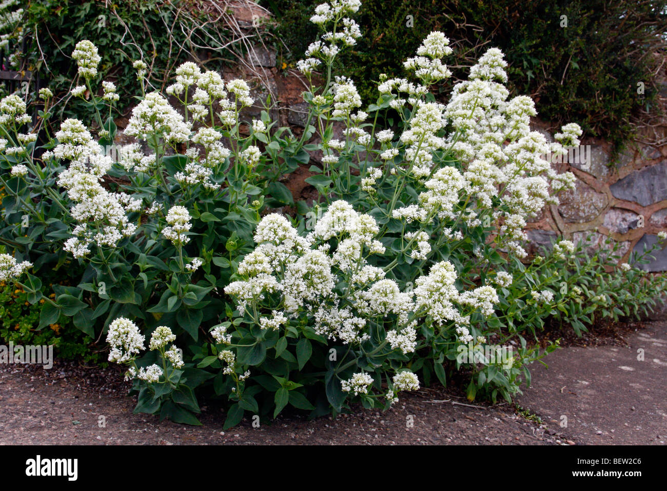 Centranthus ruber 'Albus' - White Valerian Stock Photo: 26366262 - Alamy