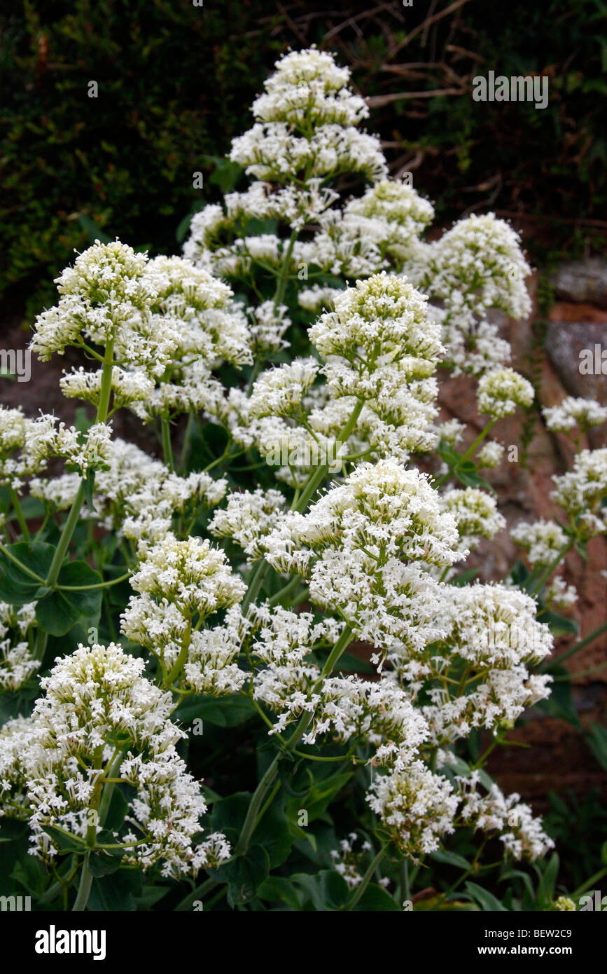 Centranthus ruber albus hi-res stock photography and images - Alamy