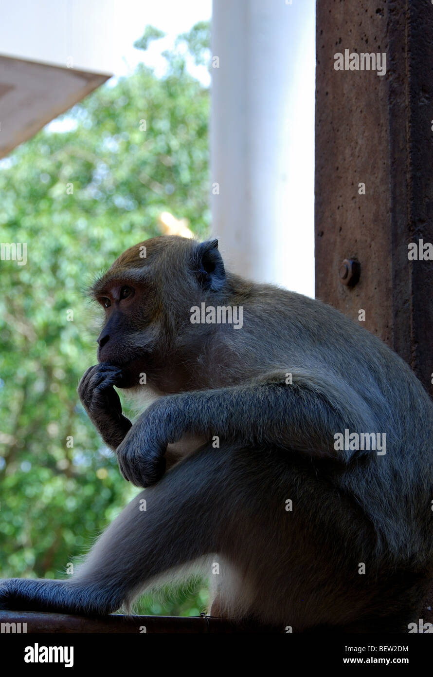 Thoughtful monkey hi-res stock photography and images - Alamy