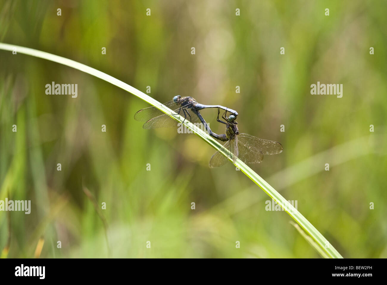 Dragonfly mating hi-res stock photography and images - Alamy