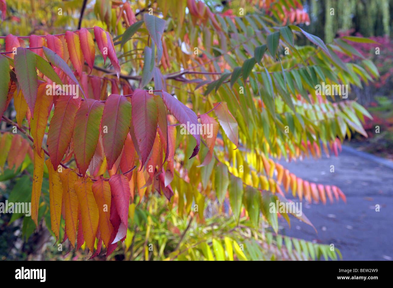 Scotland fall colors hi-res stock photography and images - Alamy