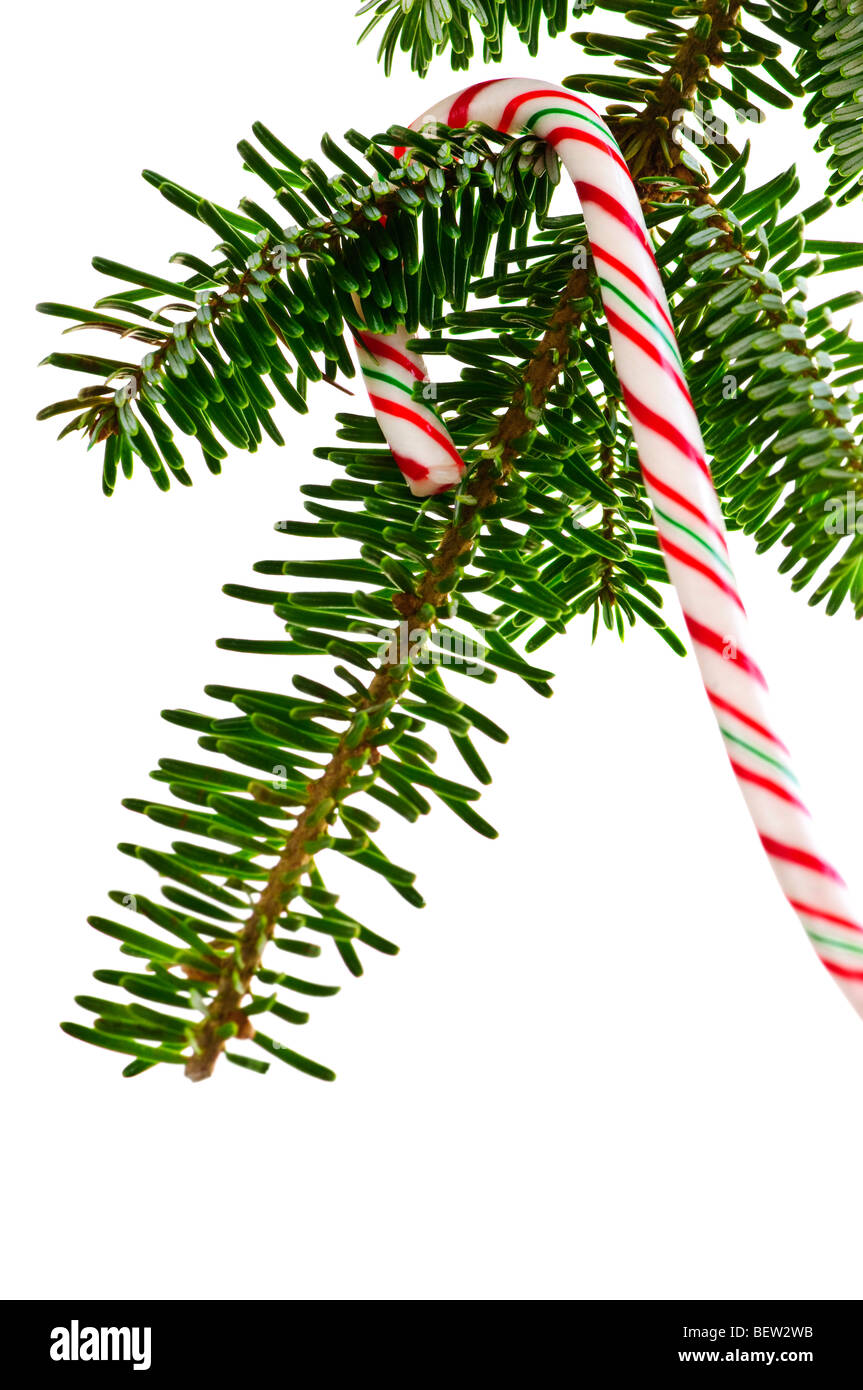 Closeup of striped candy cane hung on christmas tree isolated on white ...