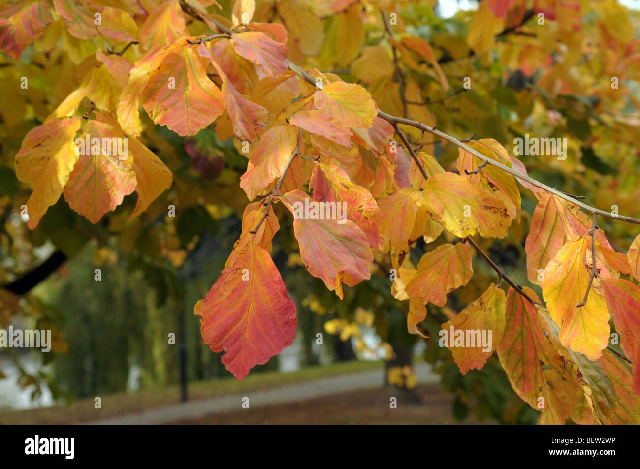 Scotland fall colors hi-res stock photography and images - Alamy