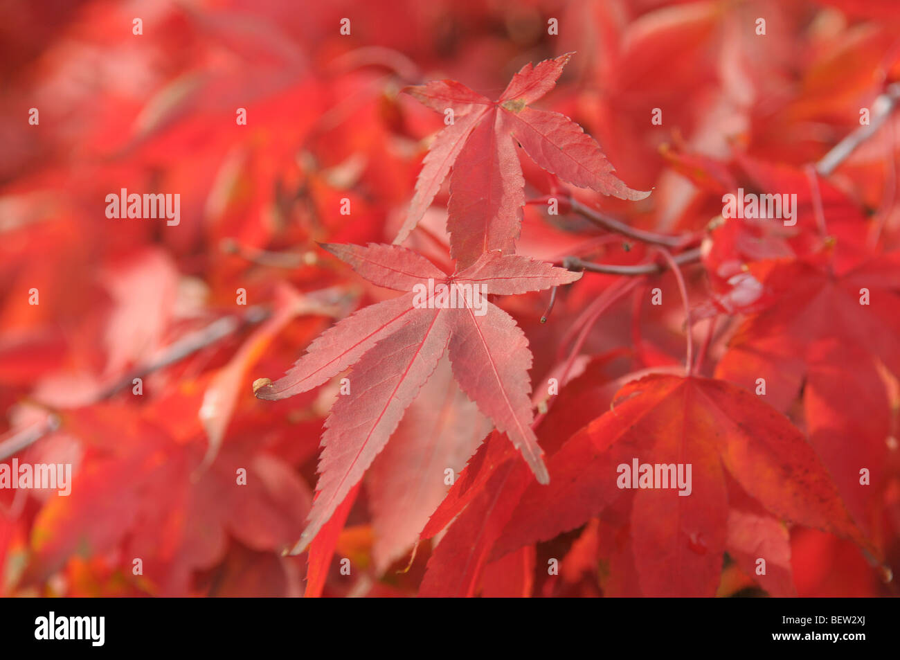 Fall colors in scotland hi-res stock photography and images - Alamy