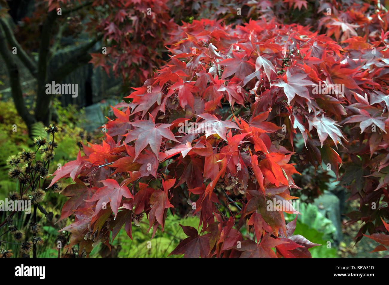 Beautiful Japanese maple tree in Autumn Stock Photo - Alamy
