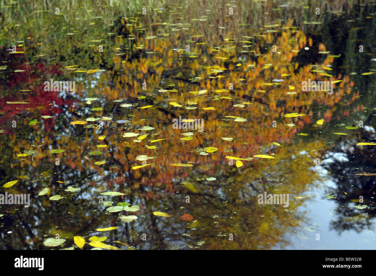 Trees in autumn reflected in water through floating leaves Stock Photo ...