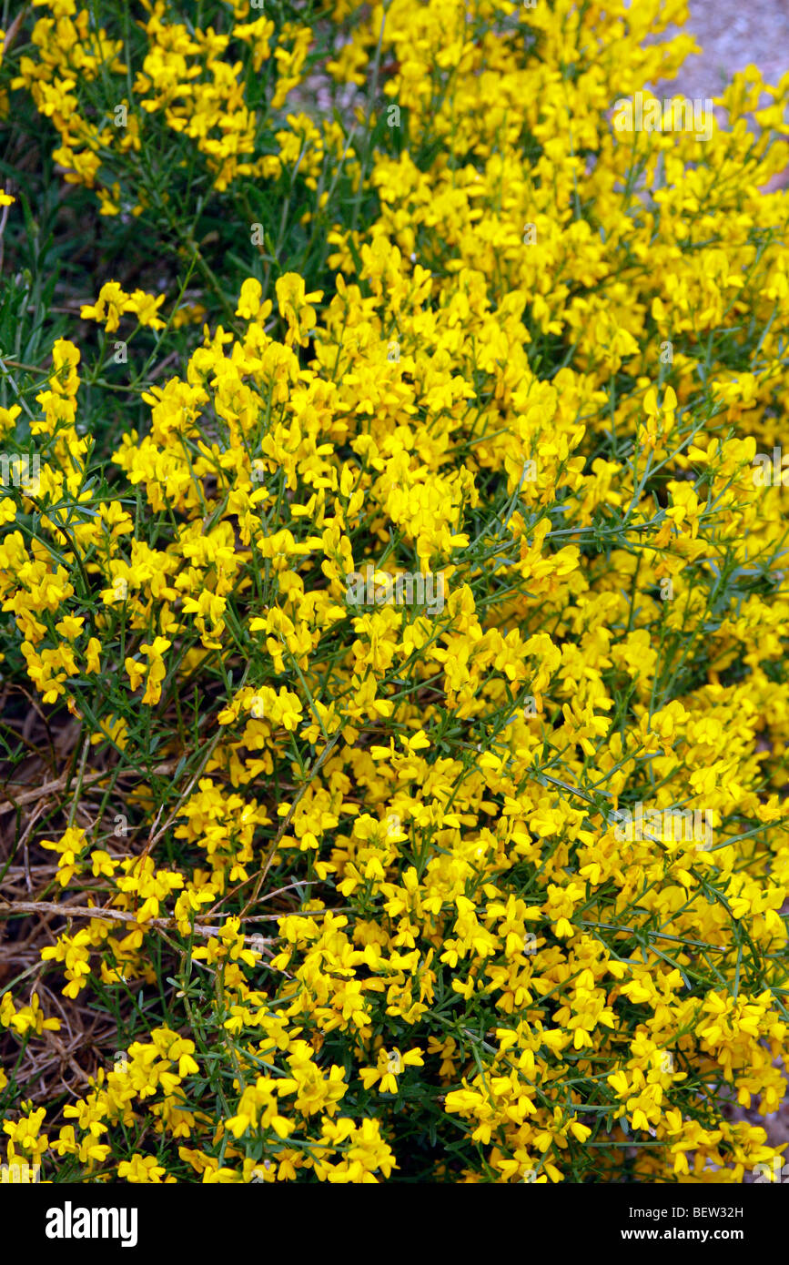 Genista Lydia High Resolution Stock Photography and Images - Alamy
