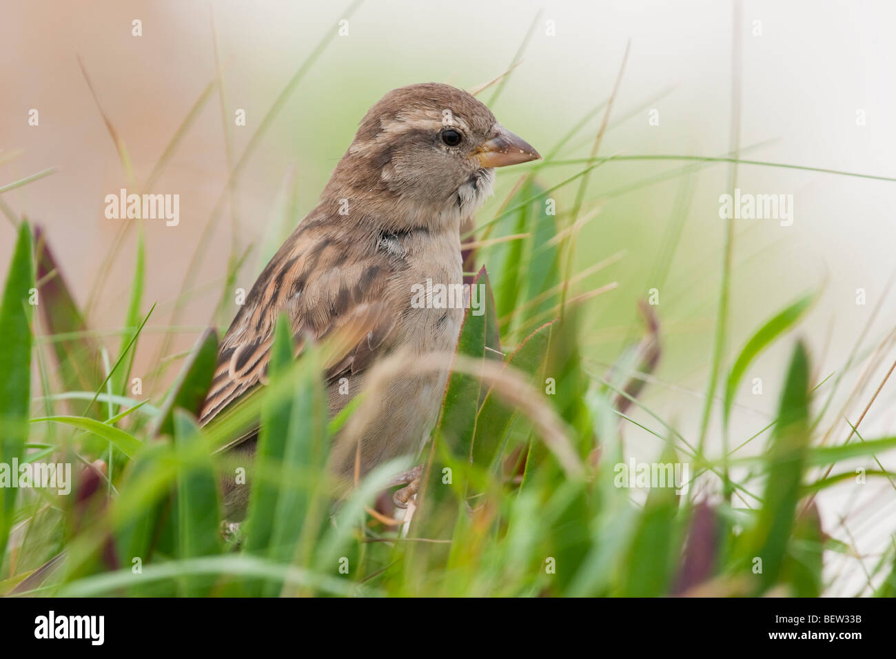 Female sparrow bird hi-res stock photography and images - Alamy
