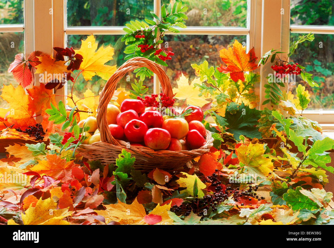 Apples and leaves of autumn on indoor table arrangement Stock Photo - Alamy