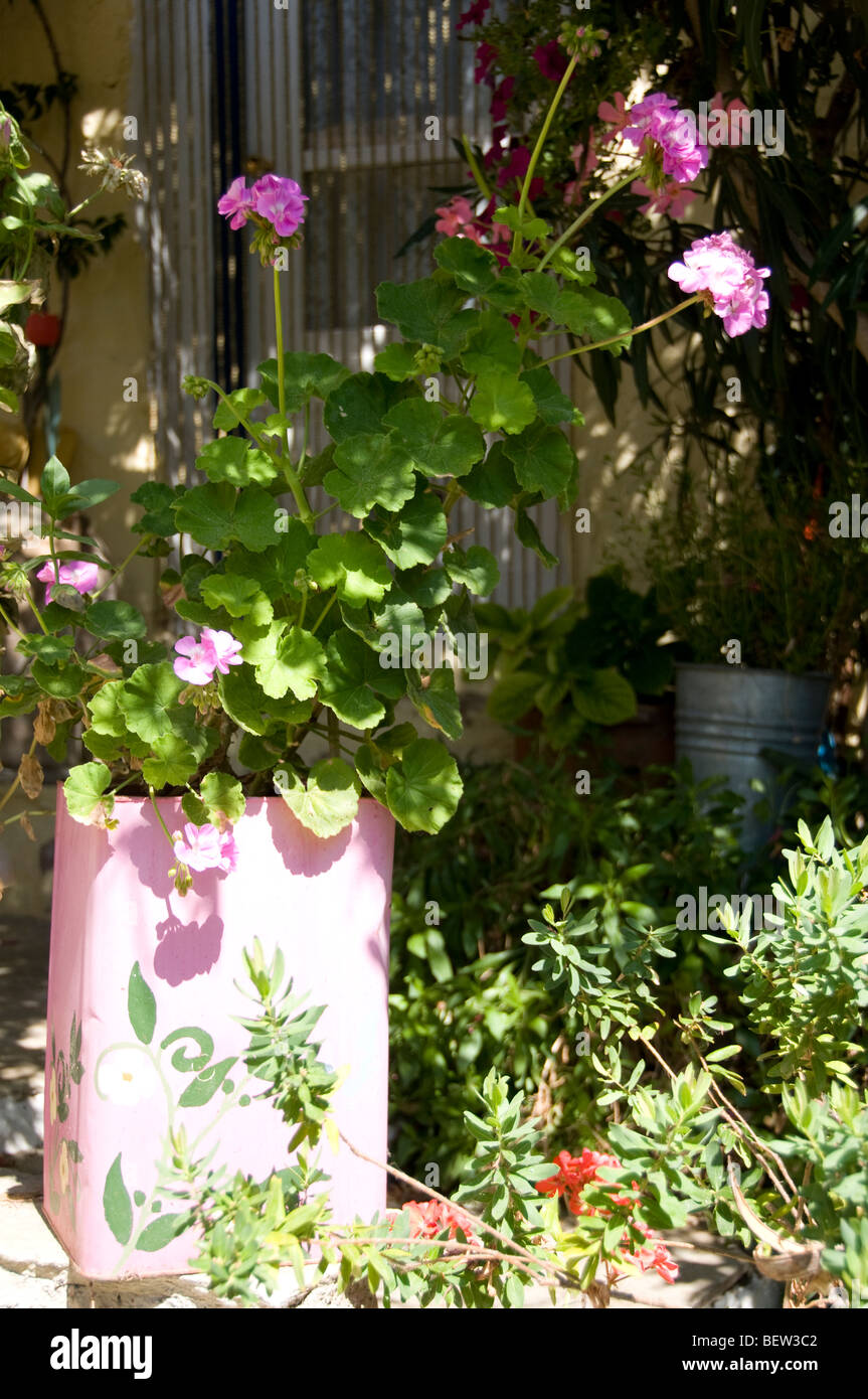 Geraniums planted in pink painted olive oil tin in old town of ...