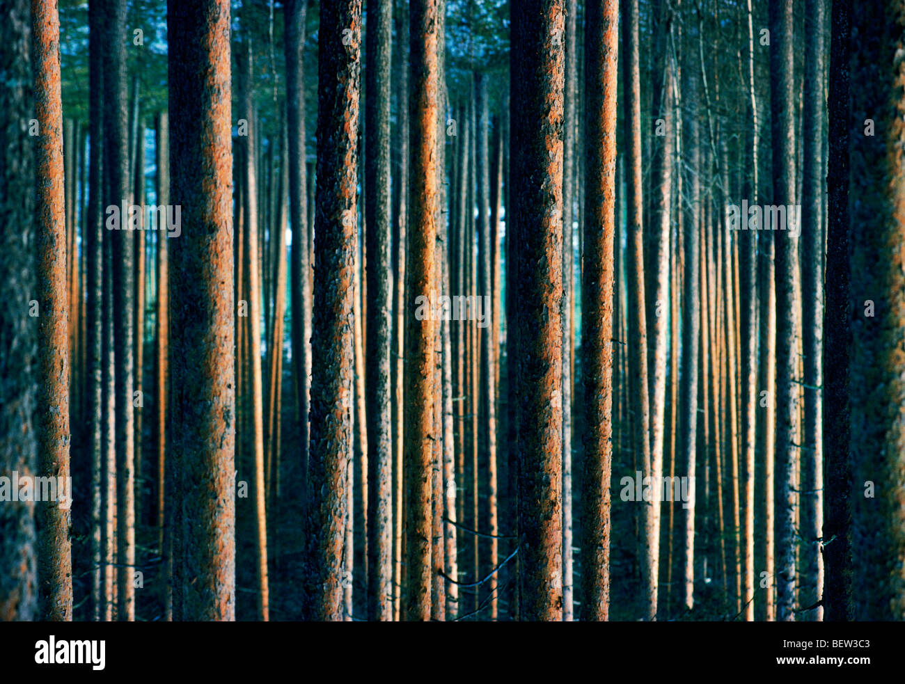 Cultivated forest hi-res stock photography and images - Alamy