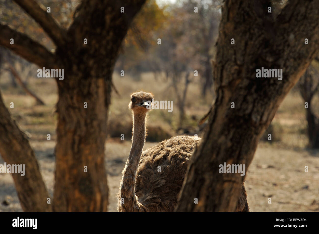 Limpopo, South Africa, female, Ostrich, Struthio camelus, bird, animal ...
