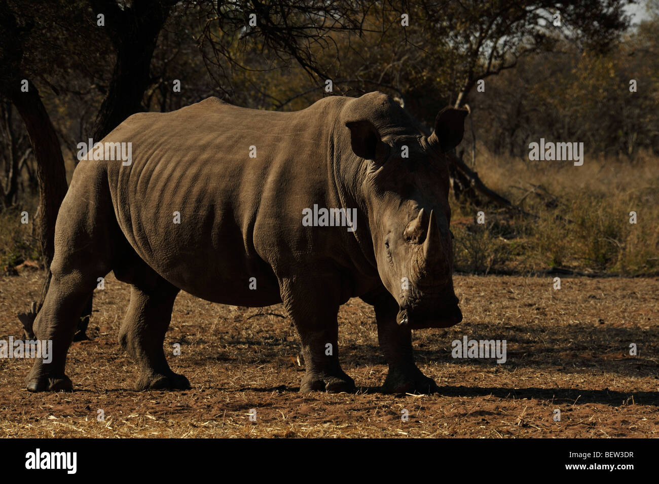 Limpopo, South Africa, animal wildlife, White Rhinoceros, Certotherium ...
