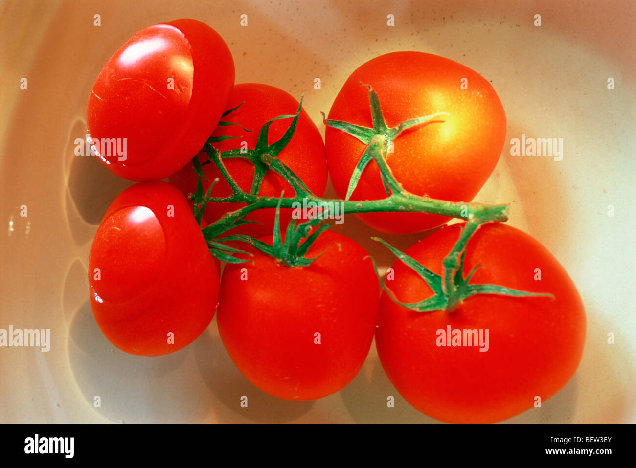 Bright red tomatoes floating in bowl of water in restaurant kitchen ...