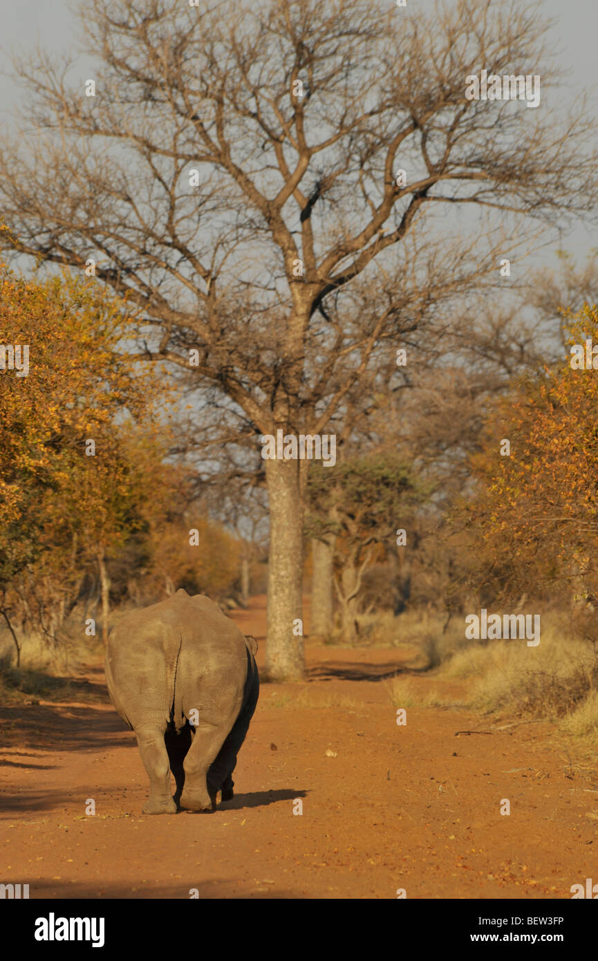 White rhino tracks hi-res stock photography and images - Alamy