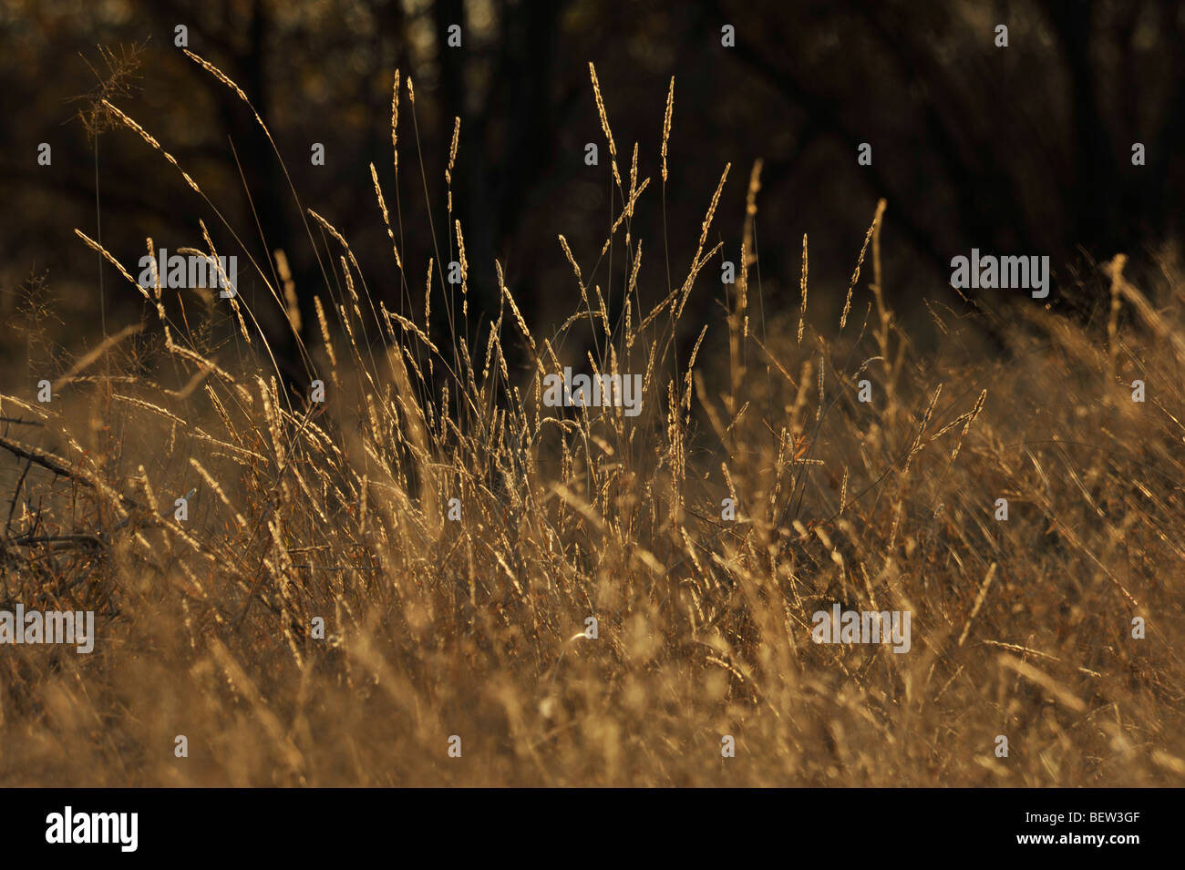 Close up, grass, bush veld savannah, South Africa, grunge, abstract ...
