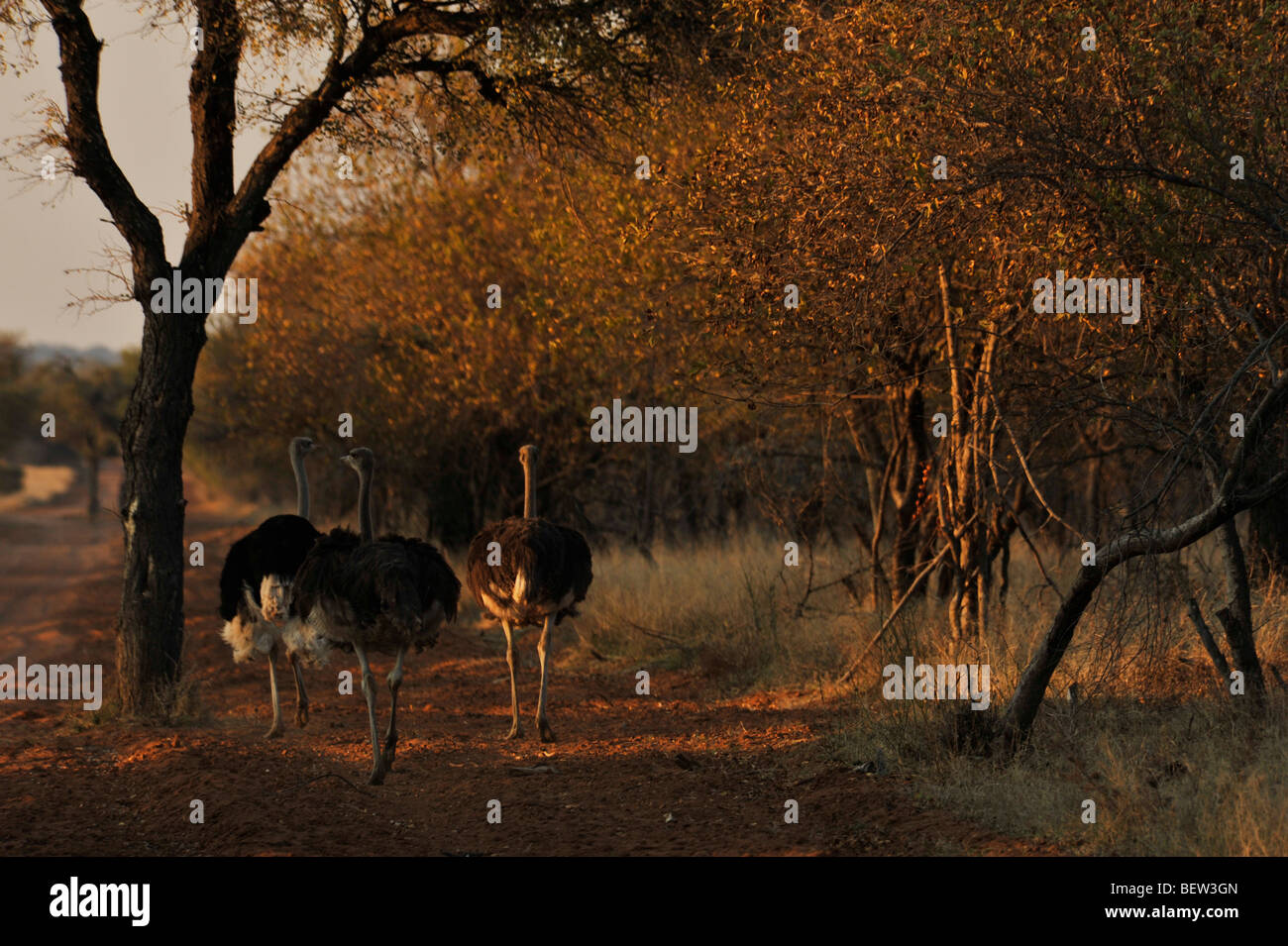 Limpopo, South Africa, beautiful landscape, animal wildlife, 3, Ostrich ...