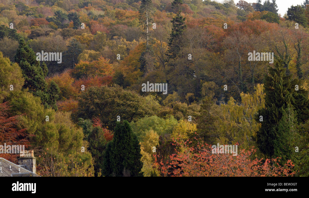 Autumn colors of the trees in Scotland Stock Photo - Alamy