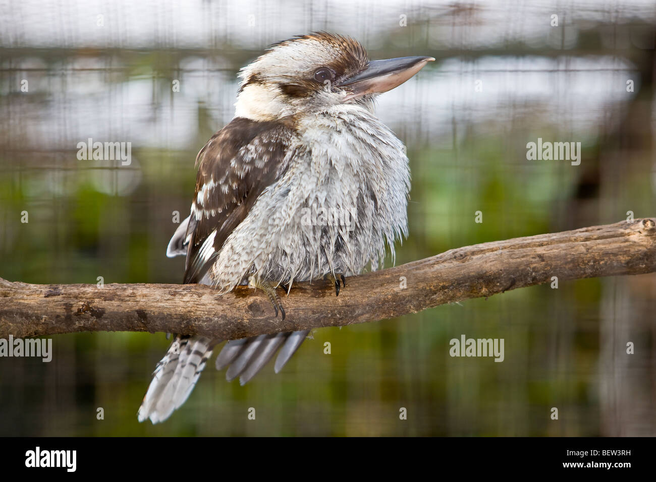 Bird laughing hi-res stock photography and images - Alamy