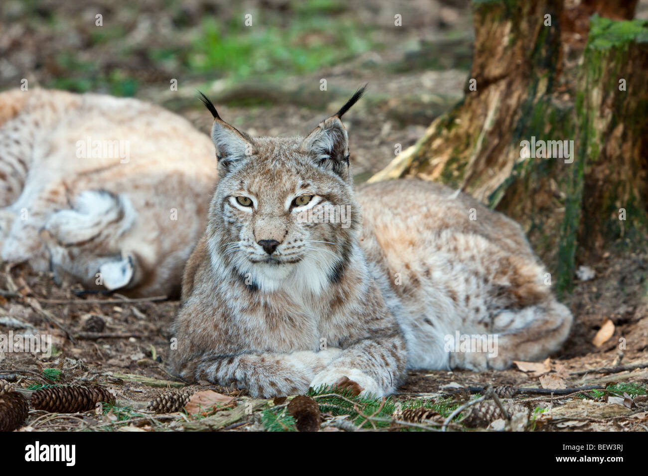 Eurasian Lynx, Lynx lynx, Bavarian Forest, Germany Stock Photo - Alamy