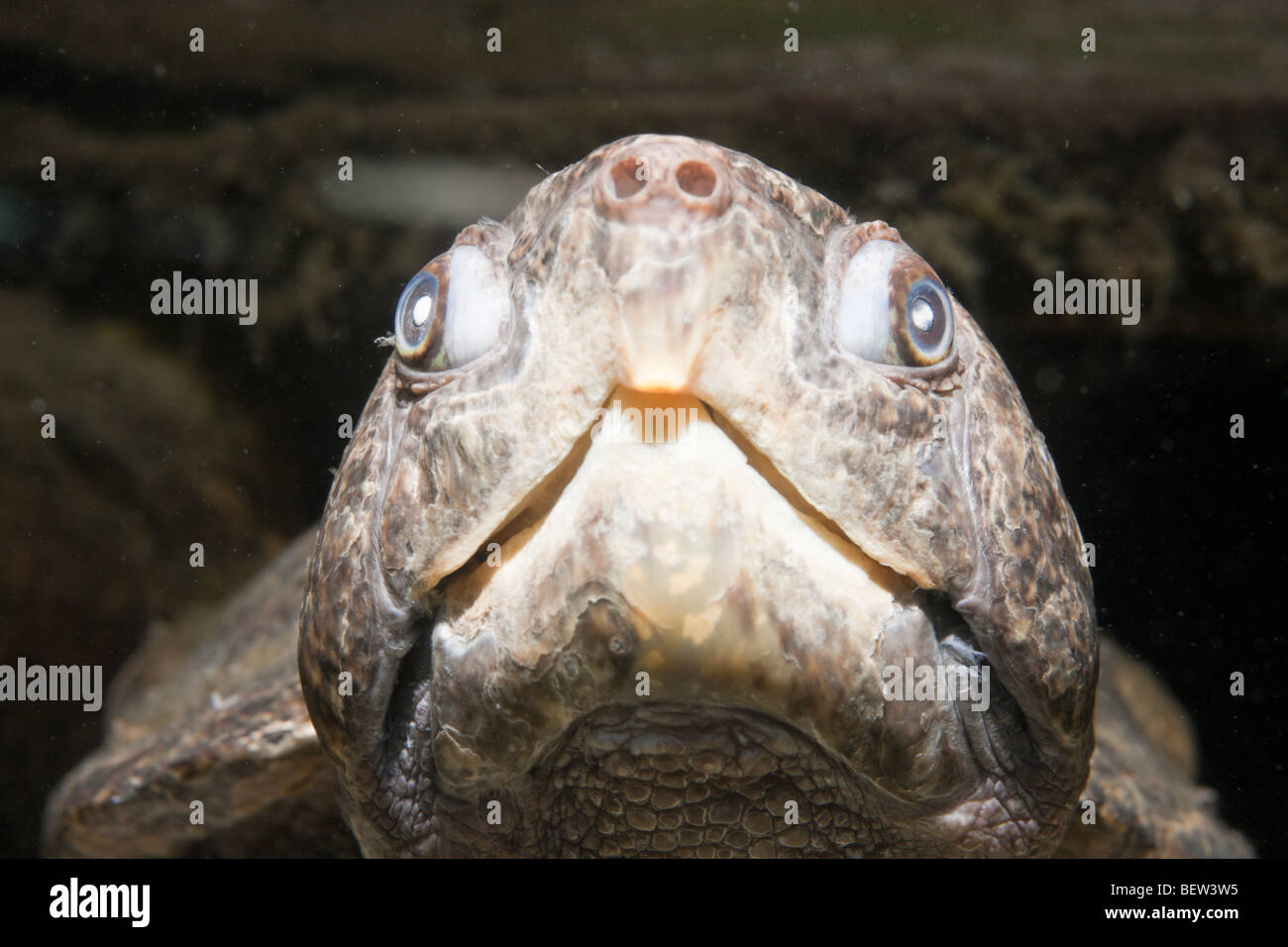 Big Headed Turtle Stock Photos & Big Headed Turtle Stock Images - Alamy