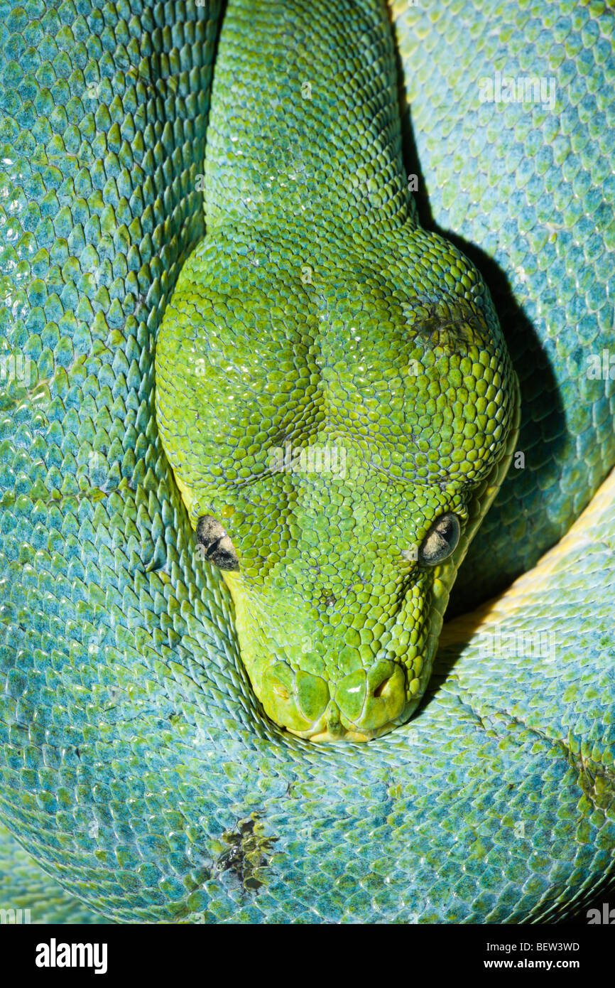 Green Tree Python, Morelia viridis, West Papua, Misool, Indonesia Stock ...