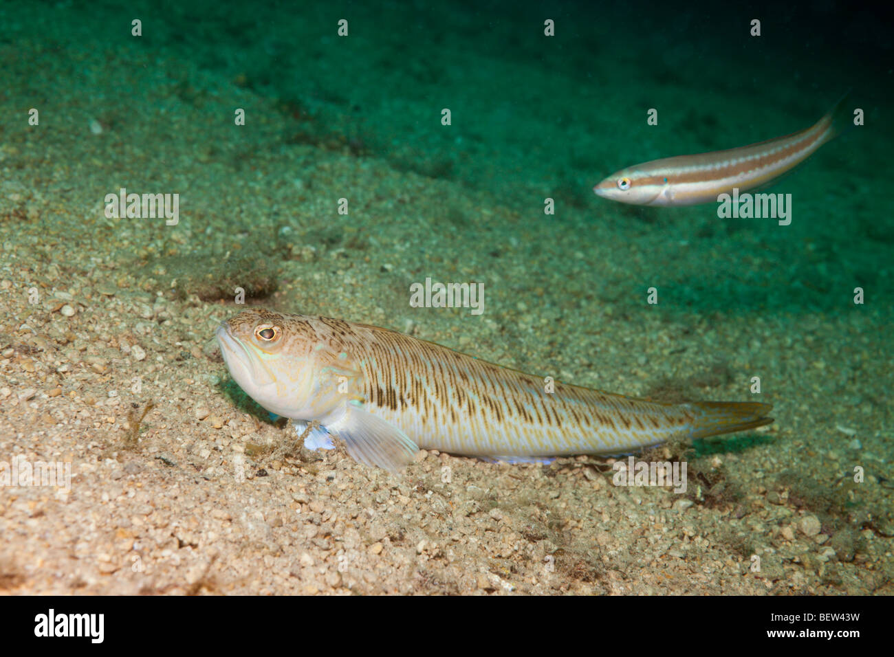 Greater Weever, Trachinus draco, Istria, Adriatic Sea, Croatia Stock ...