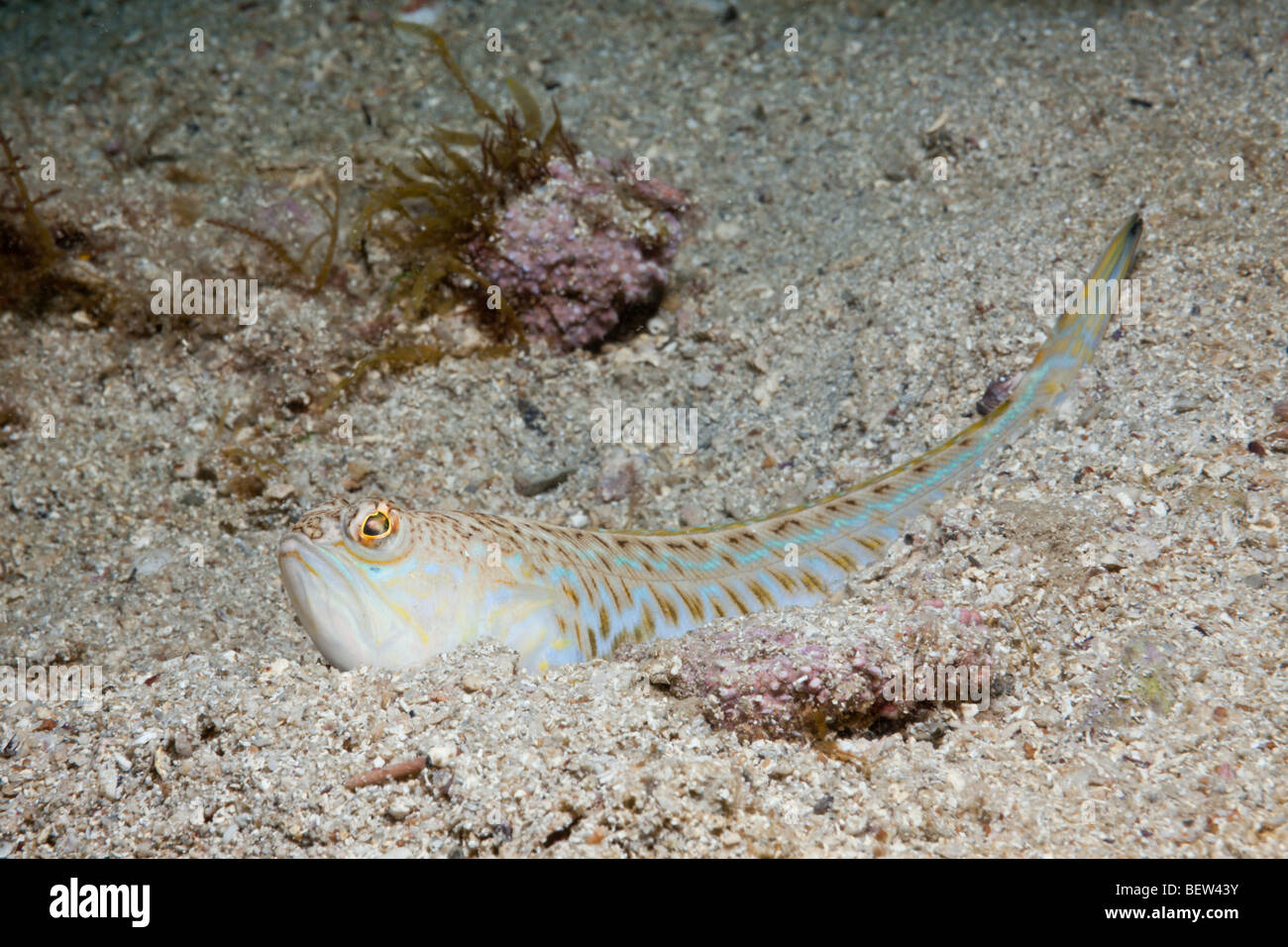 Greater Weever, Trachinus draco, Istria, Adriatic Sea, Croatia Stock ...